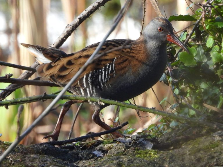 Gallery – Cwmbach Community Wetlands